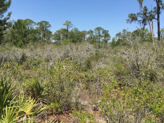 Dense scrub habitat - Exum Associates, Inc.